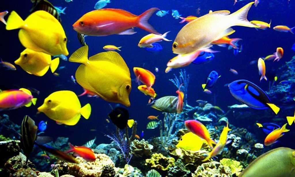 Akvaristika – Tropske ribe | Portal Kućni Ljubimci