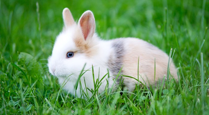 Kunići – mali rječnik govora tijela - Portal Kućni Ljubimci