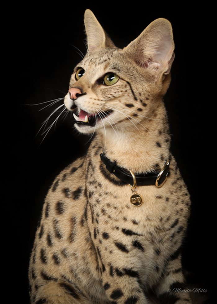 Mačke koje nalikuju mačkama iz divljine - Portal Kućni Ljubimci