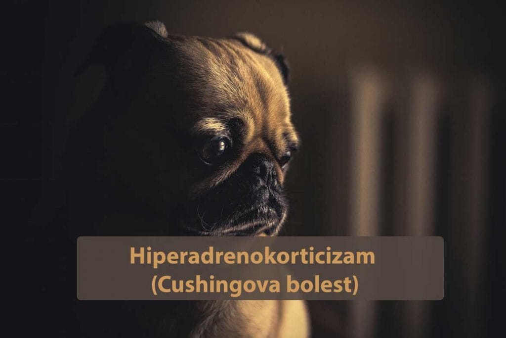 Hiperadrenokorticizam (Cushingova bolest) - Kućni Ljubimci